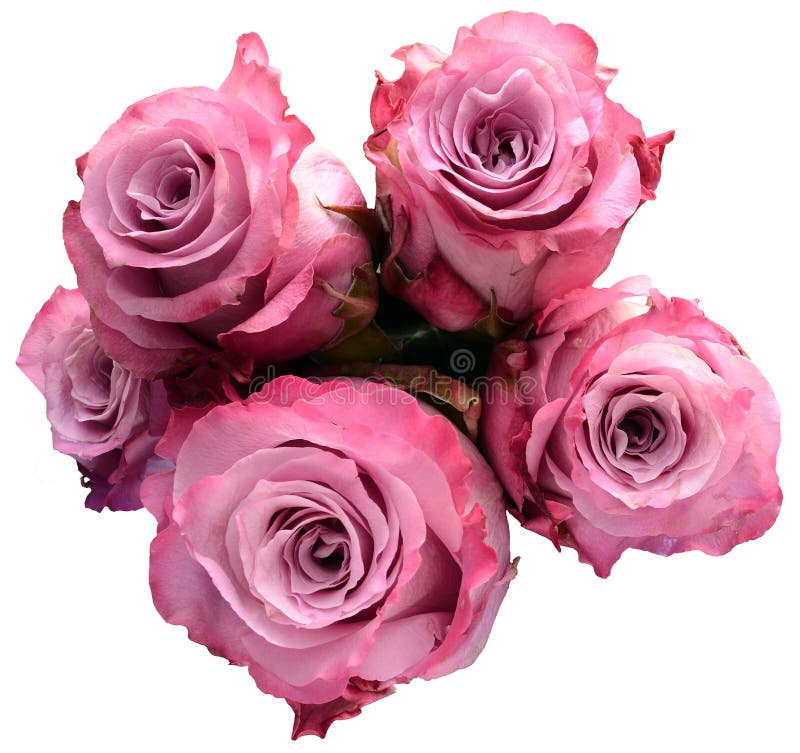 Ramo De La Flor De La Rosa Del Rosa Aislado Imagen de archivo - Imagen ...