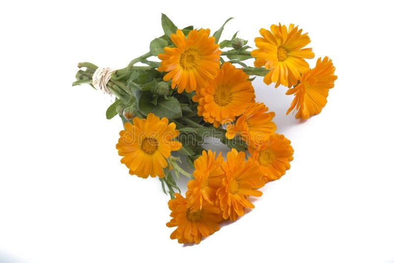 Ramo De La Flor Del Calendula Imagen de archivo - Imagen de margarita ...