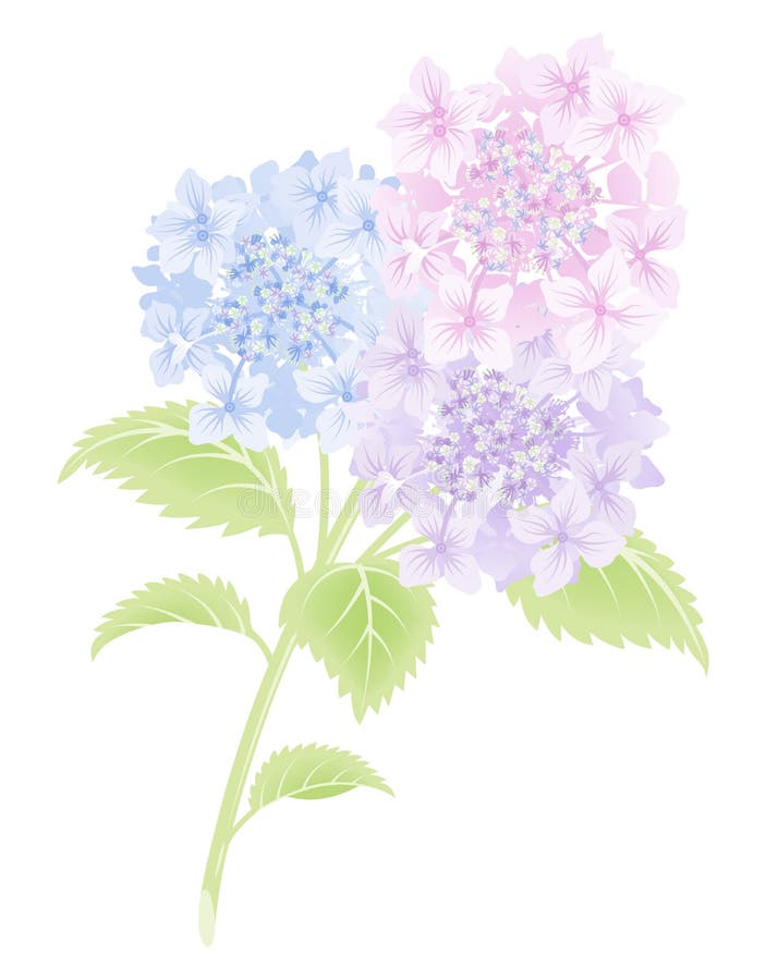 Ramo de la hortensia ilustración del vector. Ilustración de flor - 50177588