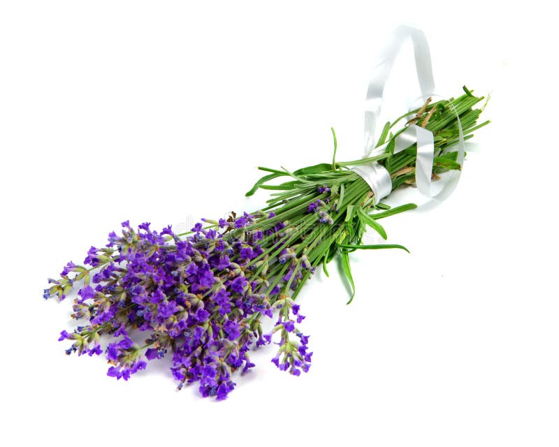 Ramo de lavanda foto de archivo. Imagen de terapia, pureza - 31781056