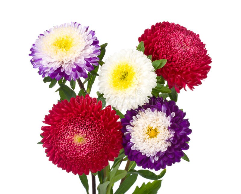 Ramo De Los Asteres Aislado Imagen de archivo - Imagen de vario, floral ...