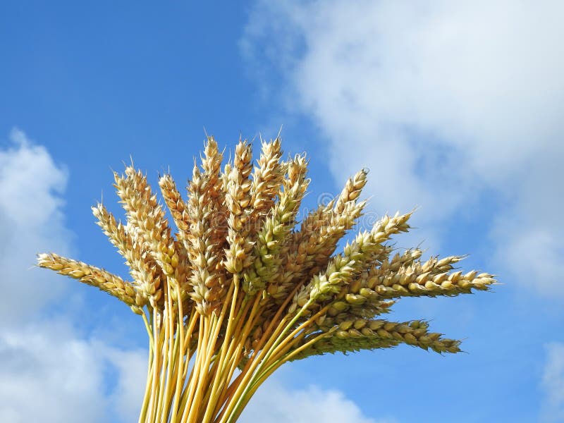 Ramo De Trigo Significado - FDPLEARN