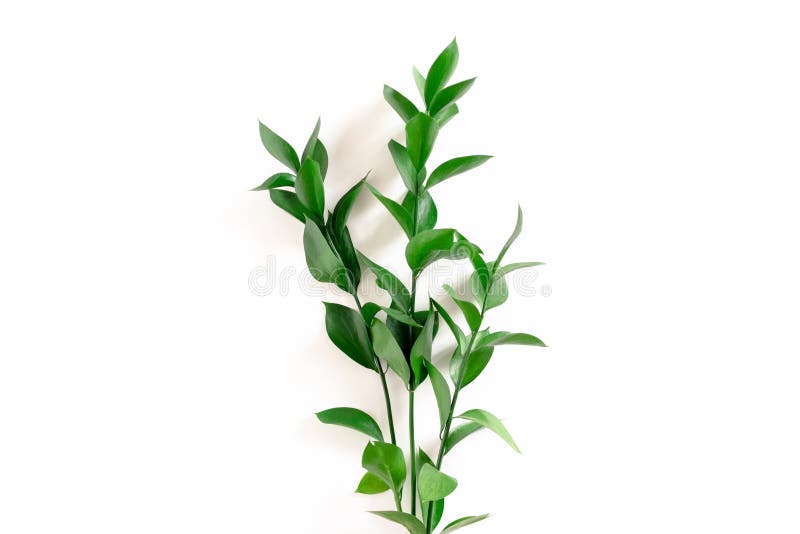 Ramo de ramas del ruscus foto de archivo. Imagen de plano - 148944554