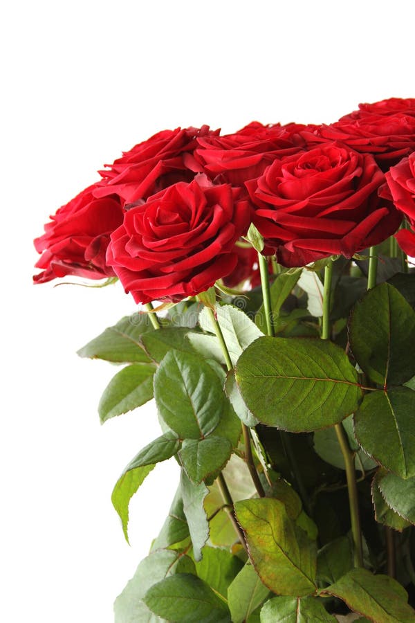 Ramo de rosas foto de archivo. Imagen de belleza, imagen - 23284678