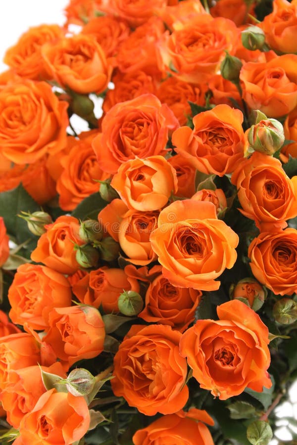 Rosas anaranjadas imagen de archivo. Imagen de pétalos - 2658487