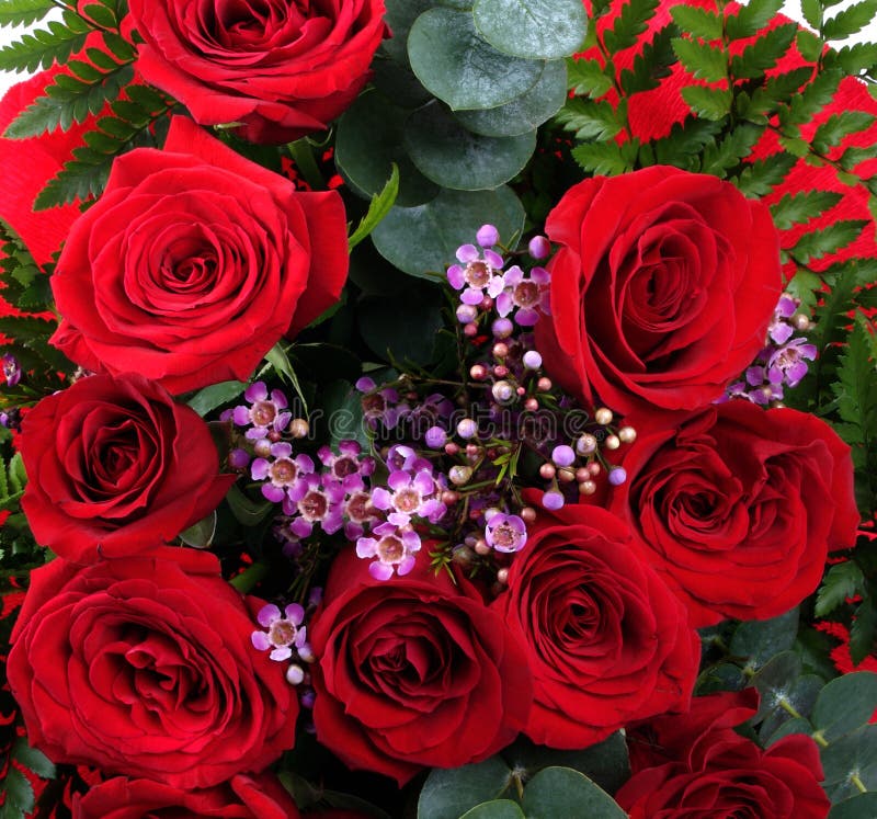 2,376 Ramo Grande De Rosas Rojas Fotos de stock - Fotos libres de ...