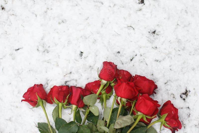 Rosas rojas en nieve. imagen de archivo. Imagen de rojo - 24324193