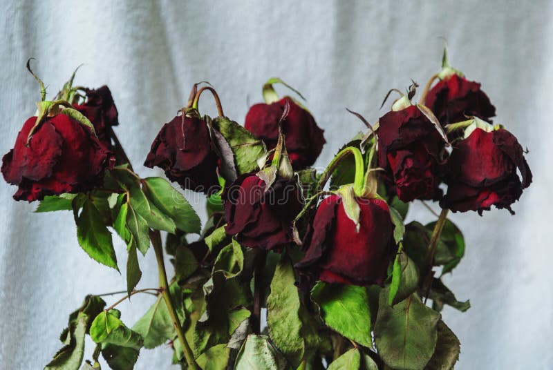 Un Ramo De Rosas Y De Flores Marchitadas Imagen de archivo - Imagen de ...