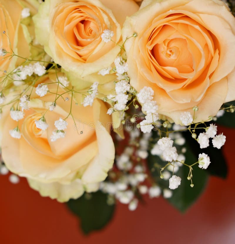 Ramo de rosas rosadas imagen de archivo. Imagen de aniversario - 31713185