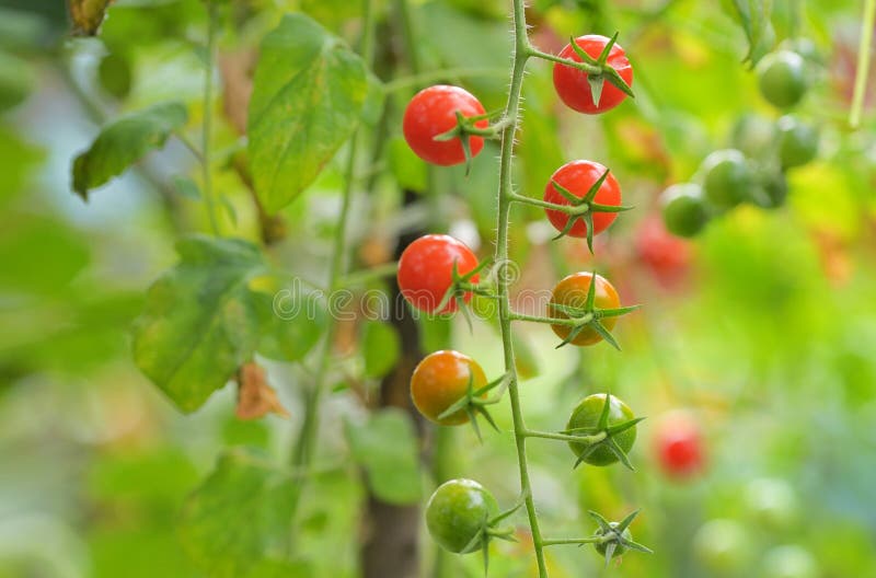 Ramo De Tomates Verdes Maduros E Verdes Vermelhos Imagem de Stock ...