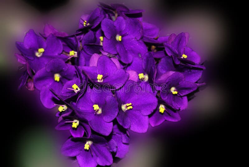 Ramo de violetas foto de archivo. Imagen de crezca, violetas - 12215576