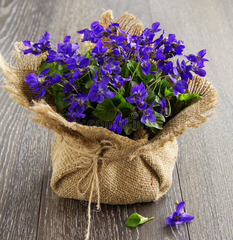 Ramo De Violetas De La Primavera Foto de archivo - Imagen de viola ...