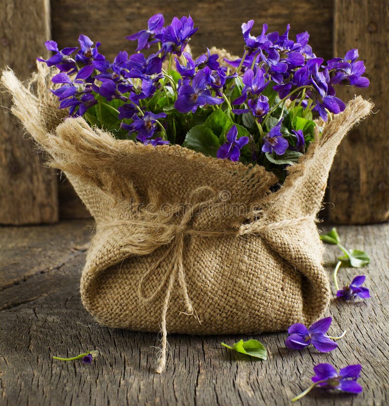 Ramo De Violetas De La Primavera Imagen de archivo - Imagen de violetas ...