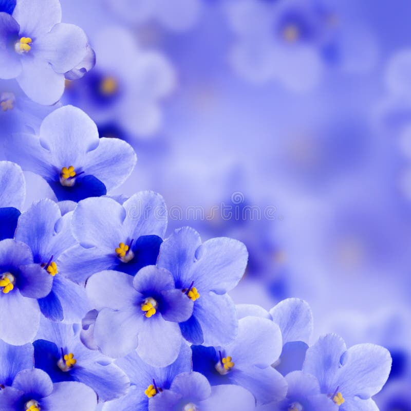 Ramo De Violetas De La Primavera Foto de archivo - Imagen de brillante ...