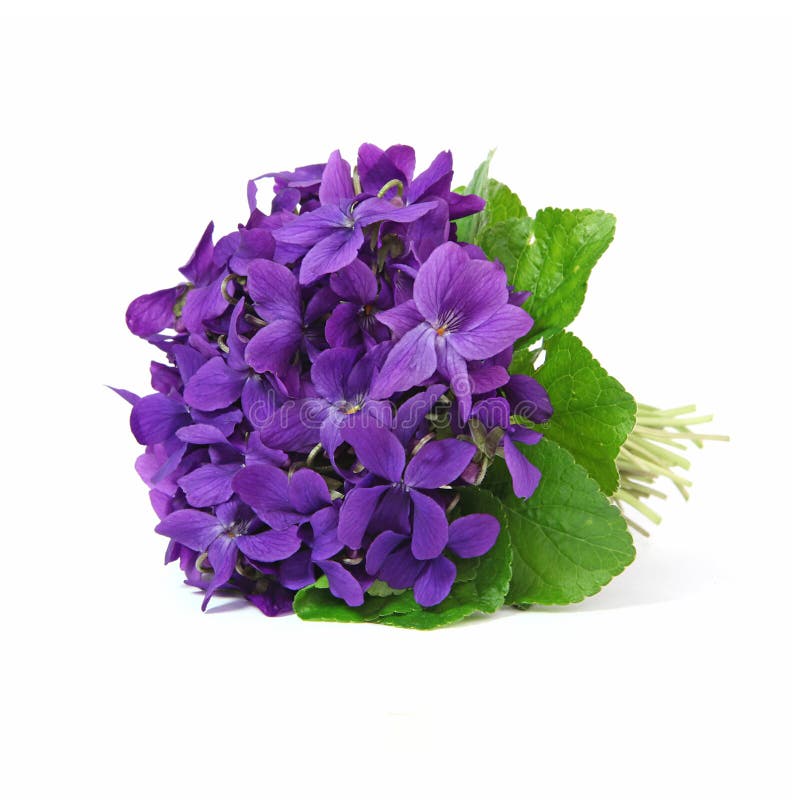 Ramo De Violetas En Primavera Foto de archivo - Imagen de resorte ...