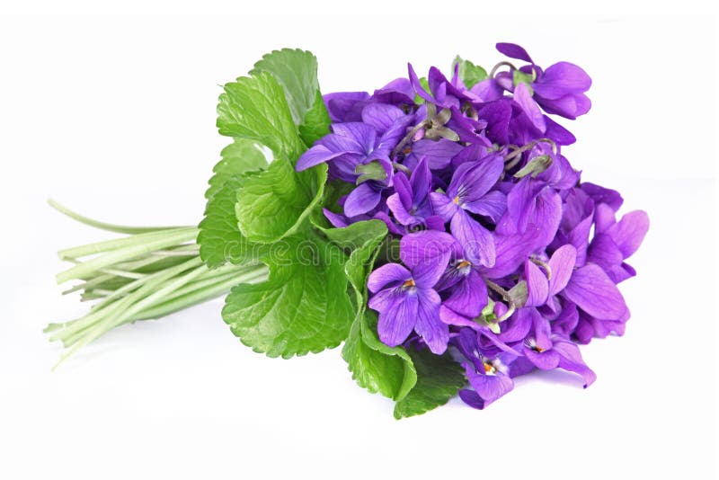 Ramo De Violetas En Primavera Imagen de archivo - Imagen de ramo ...