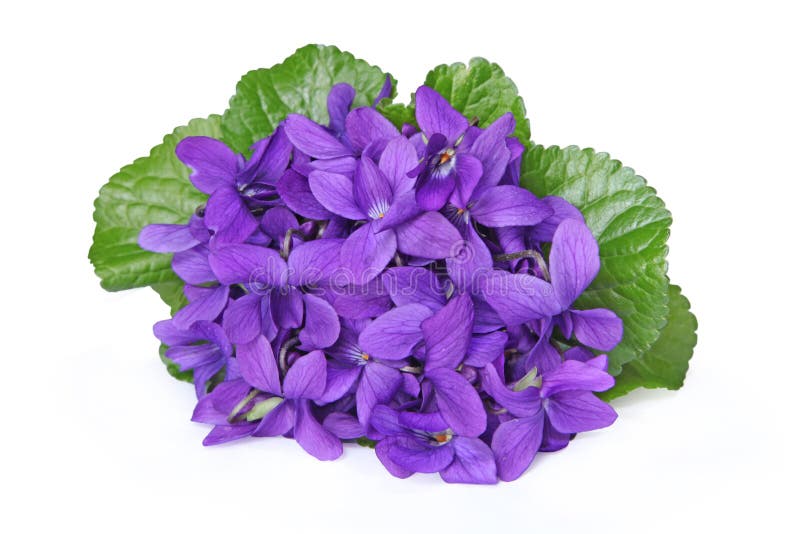 Ramo De Violetas En Primavera Imagen de archivo - Imagen de hoja, flor ...