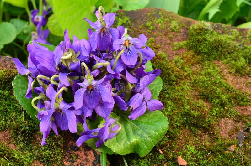 Ramo de violetas fragantes imagen de archivo. Imagen de hermoso - 52457263
