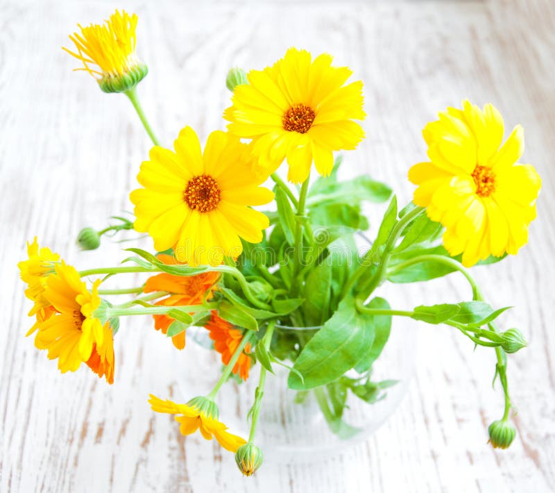 Primer Del Ramo Del Calendula, Fondo Del Cielo Azul, Espacio De La ...