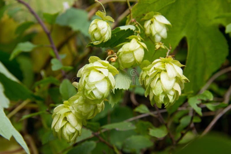 Luppolo Comune O Humulus Lupulus, Pianta Erbacea Perenne Dioica ...