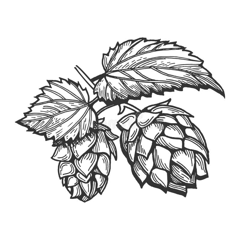 Ramo Del Luppolo Con Le Foglie Illustrazione Vettoriale - Illustrazione ...