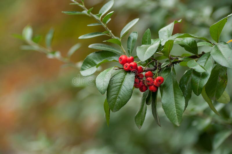 Pyracantha Firethorn - Cespuglio Verde Del Mohave Delle Bacche Rosse ...