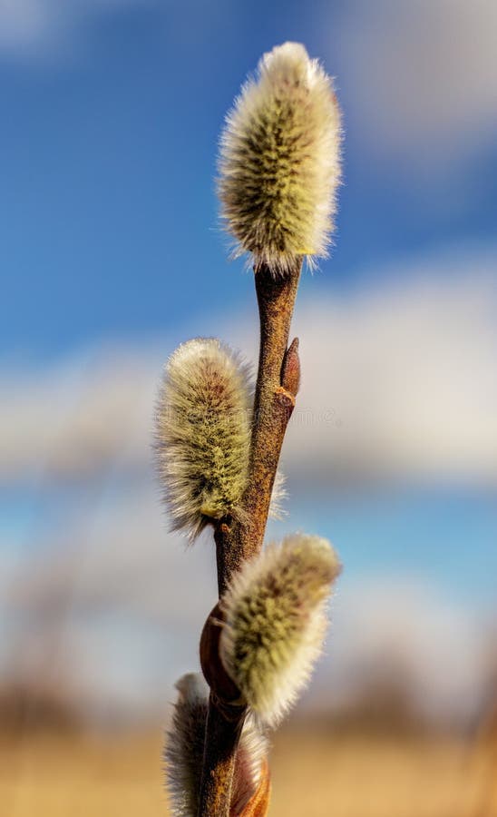 Ramo del salice fotografia stock. Immagine di filiale - 103215960