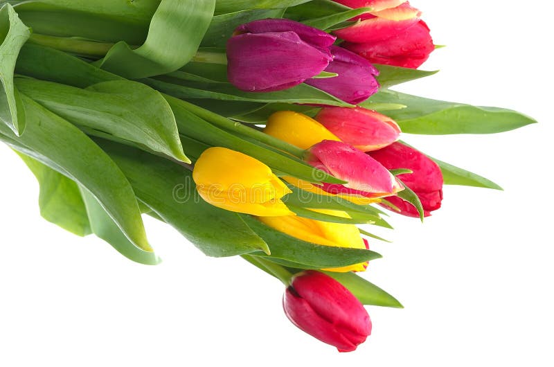 Ramo del tulipán foto de archivo. Imagen de mezcla, mezclado - 118398
