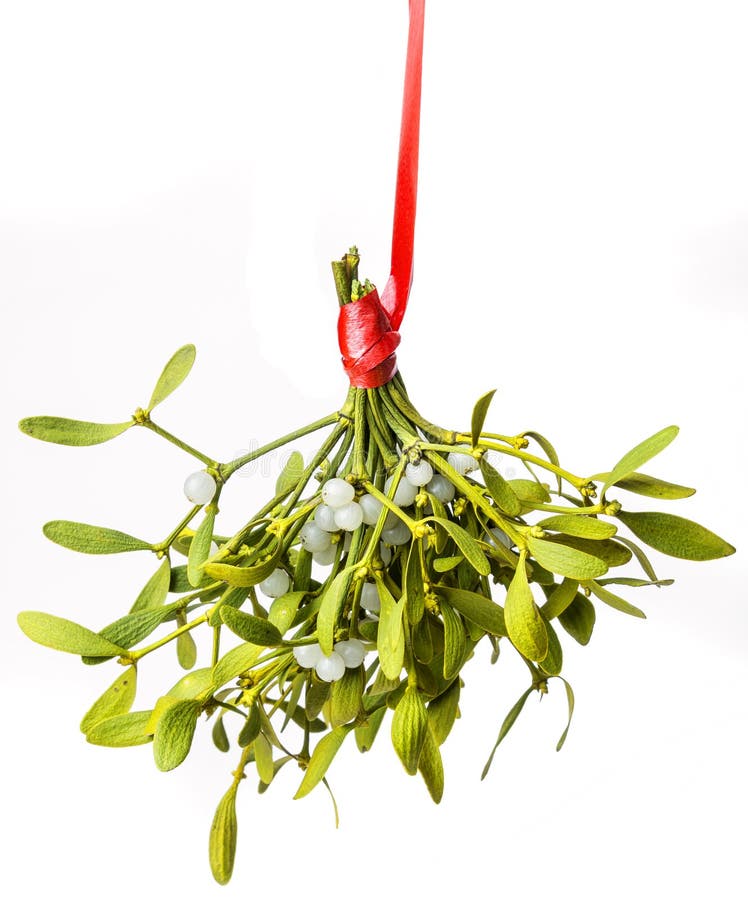 Ramo del vischio fotografia stock. Immagine di foglio - 38083928