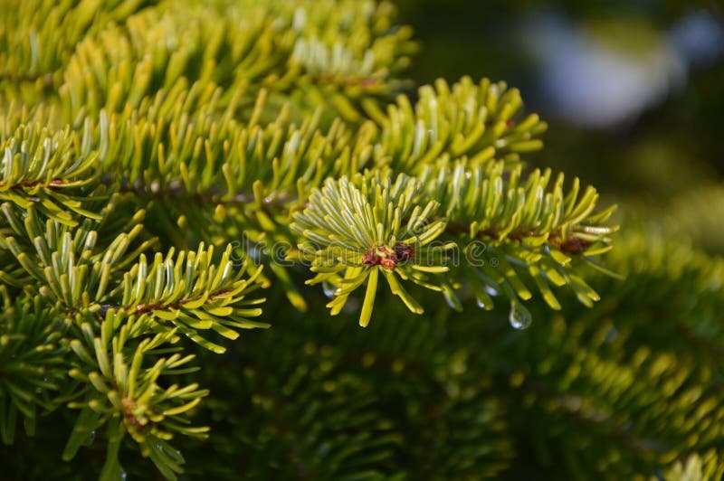 Ramo di albero dell'abete immagine stock. Immagine di filiale - 63532025