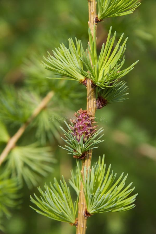 Ramo Di Albero Del Larice Con I Coni Fotografia Stock - Immagine di ...
