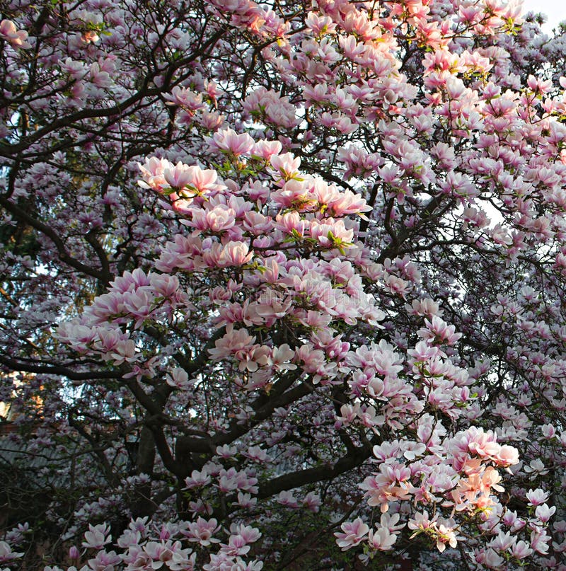 Ramo Dell'albero Rosa Della Magnolia Fotografia Stock - Immagine di ...