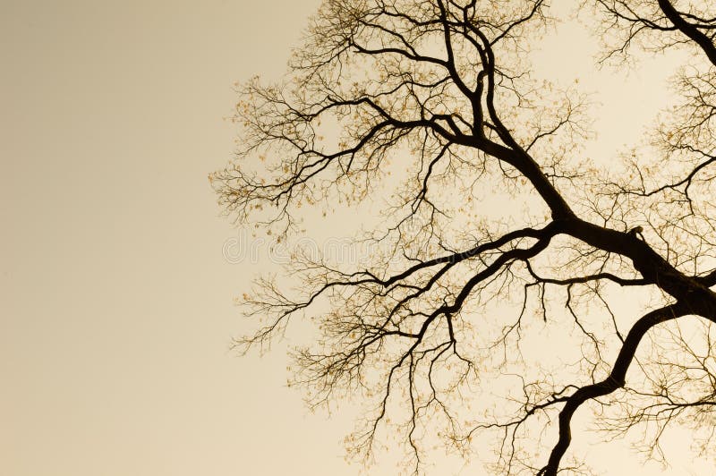 Ramo Della Siluetta Dell'albero Fotografia Stock - Immagine di ...