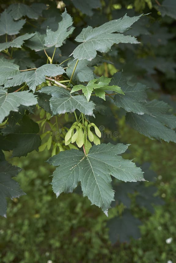 Ramo Di Acer Pseudoplatanus Con Frutta Fotografia Stock - Immagine di ...