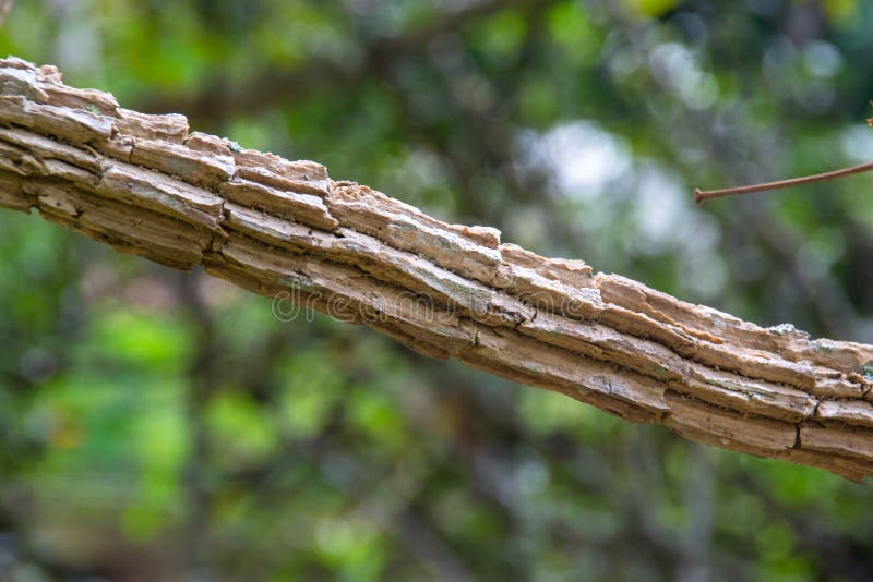 Ramo di albero immagine stock. Immagine di verde, sguardi - 47851495