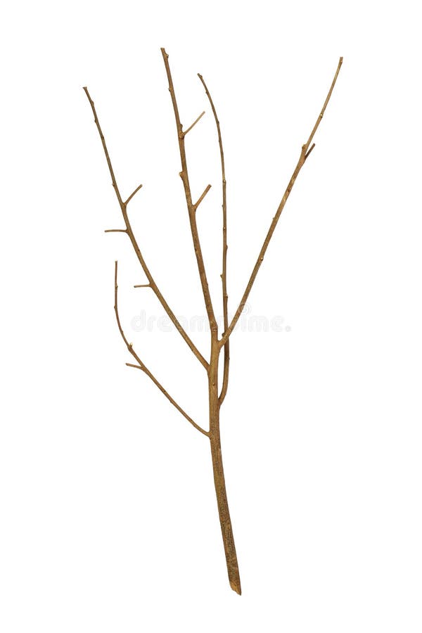Ramo d'albero secco immagine stock. Immagine di legno - 34701283