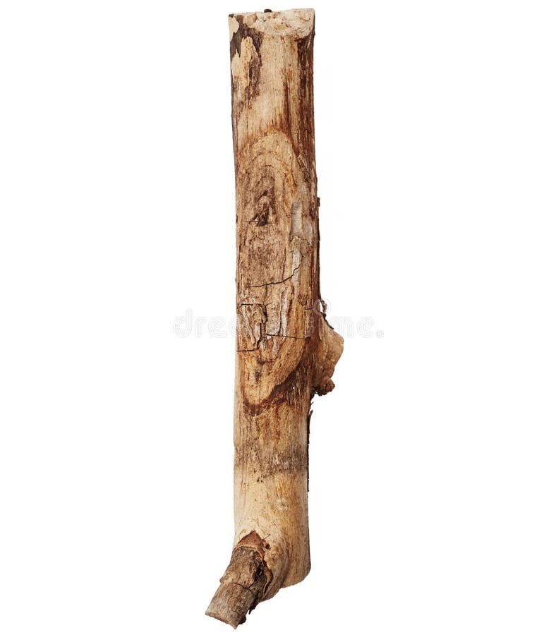 Ramo di legno asciutto fotografia stock. Immagine di foresta - 56157932