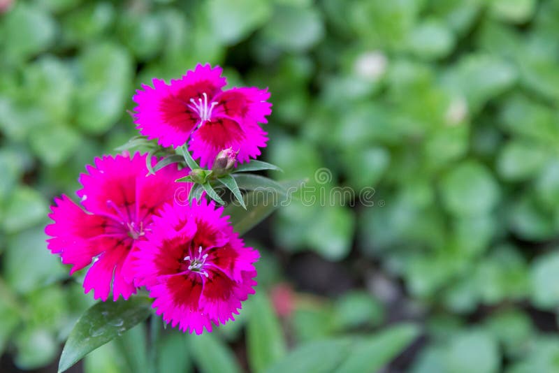 Ramo di un garofano rosa immagine stock. Immagine di bellezza - 92435783