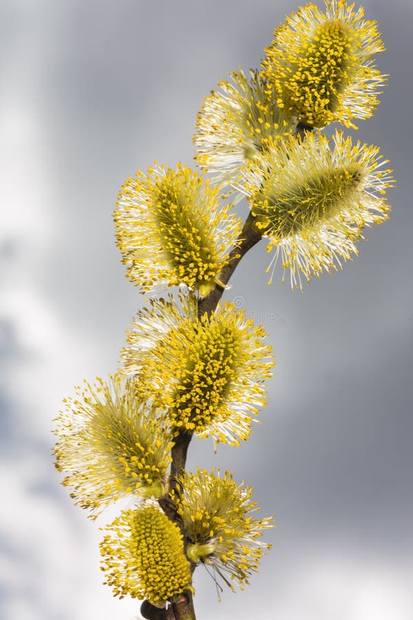 Il Salice Si Ramifica Con I Germogli Gialli Lanuginosi in Primavera ...