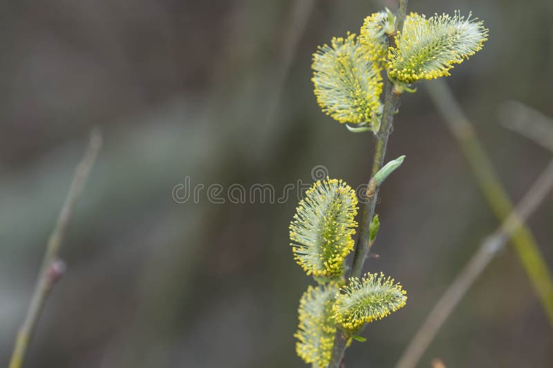 Ramo Di Un Salice Sbocciante Immagine Stock - Immagine di bello ...