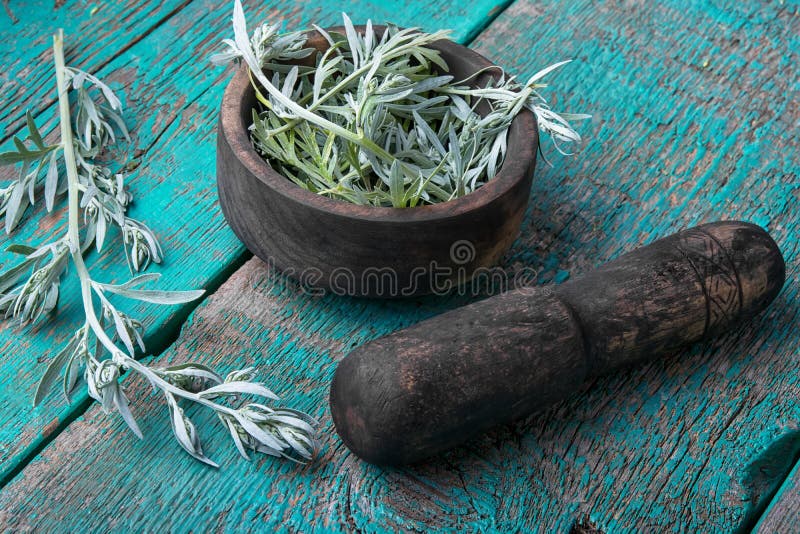 Ramo do absinto medicinal foto de stock. Imagem de extrato - 96149276