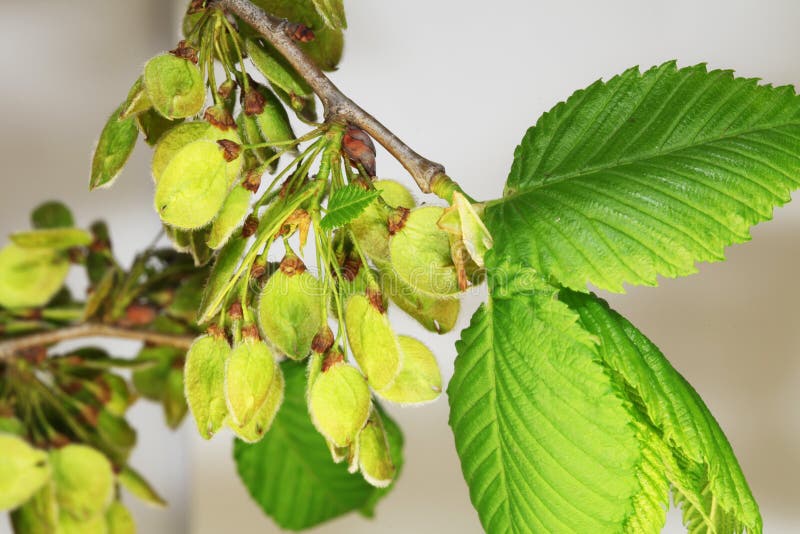 Ramo do olmo imagem de stock. Imagem de ciência, jardim - 141171837