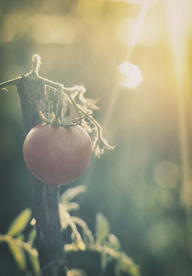 Ramo do tomate foto de stock. Imagem de jardim, grupo - 47541828