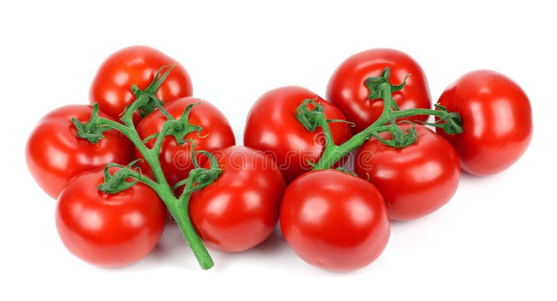 Ramo do tomate! foto de stock. Imagem de alimento, isolado - 53342474