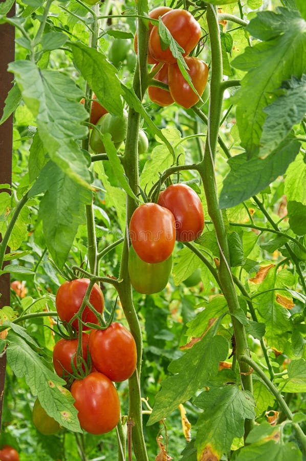 Ramo Do Tomate Vermelho No Jardim Vegetal Foto de Stock - Imagem de ...