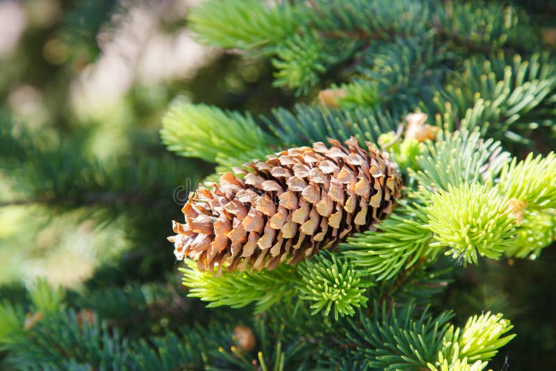 Pigna Ed Aghi Sul Ramo Di Albero Ramo E Neve Dell'abete Primo Piano Del ...