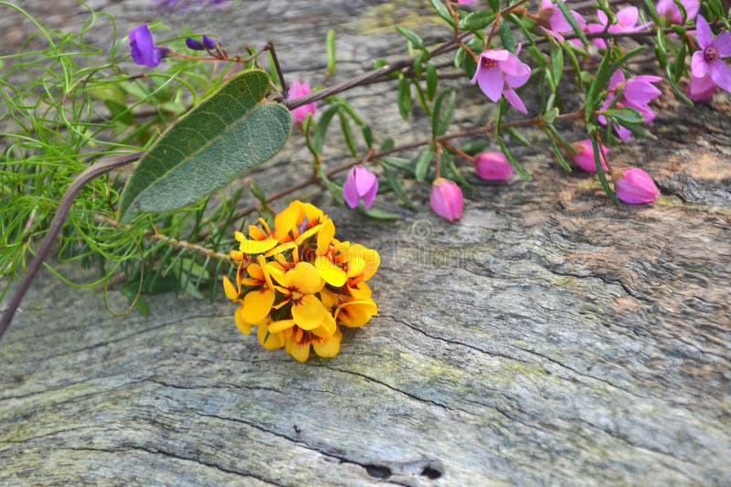 Grevillea Robusta, Roble Sedoso, Roble De Plata Australiano Imagen de ...