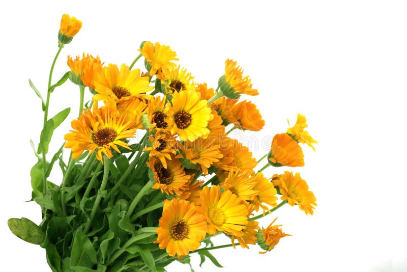Flor Del Calendula En Un Fondo Blanco Imagen de archivo - Imagen de ...