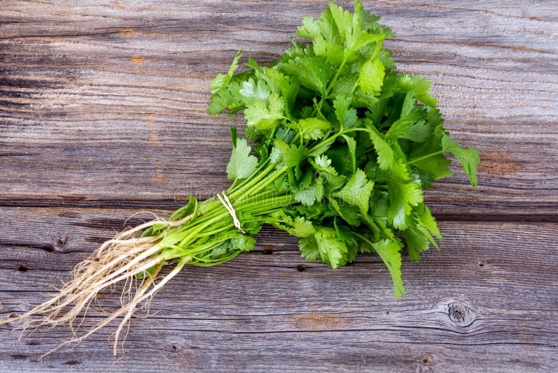 Ramo Fresco Del Coriandro O Del Cilantro Foto de archivo - Imagen de ...