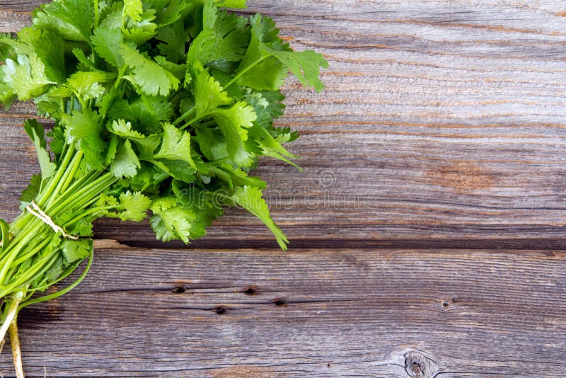 Planta del cilantro imagen de archivo. Imagen de cilantro - 30904287